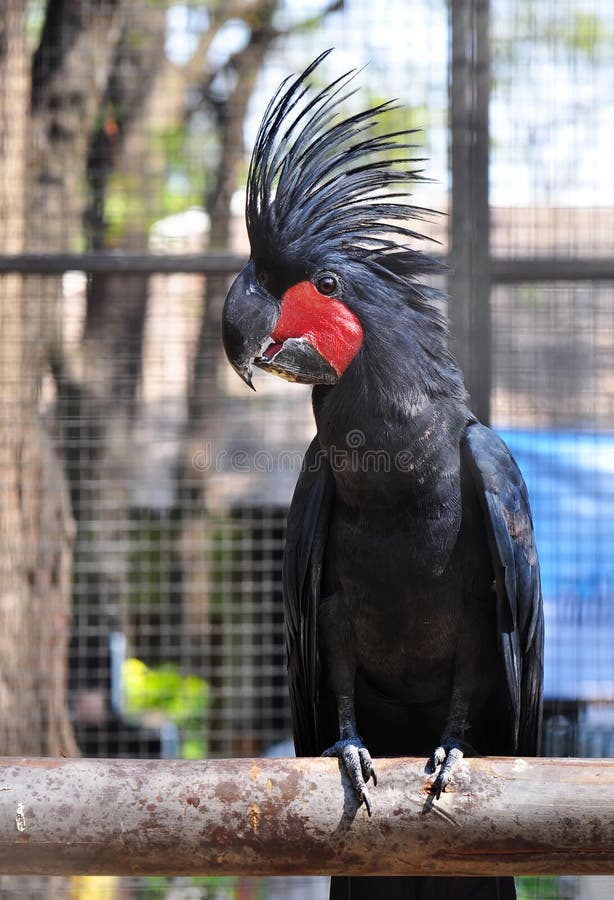Cacatua preta da palma foto de stock. Imagem de beleza - 32515340