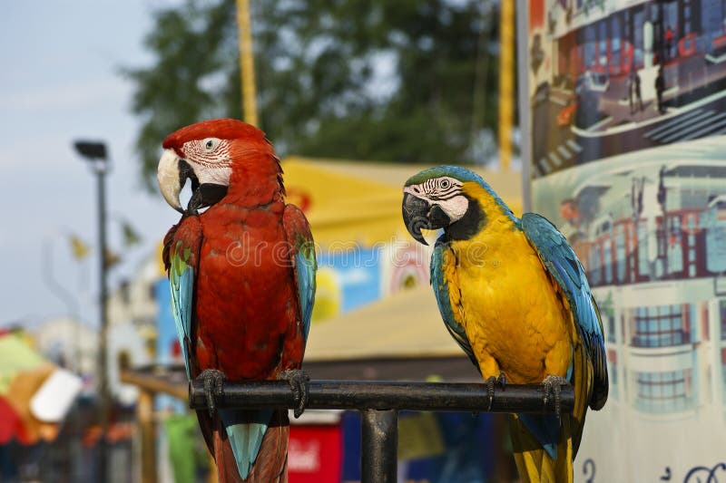 Cacatuidae stock photo. Image of macaw, colors, pets - 32033156