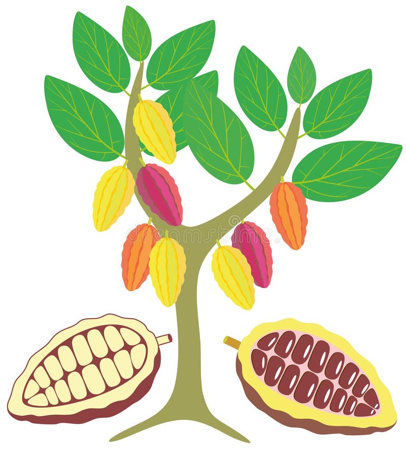 Cacau Ilustrações, Vetores E Clipart De Stock – (26,311 Stock ...