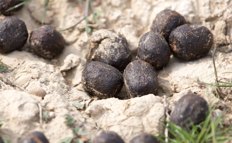 2,082 Cacca Foto - Foto Stock Gratis e Royalty-Free da Dreamstime