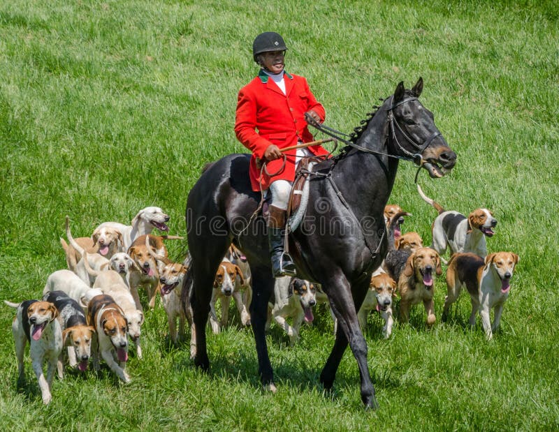 Cacciatore Matrice Di Fox Con I Segugi Fotografia Stock Editoriale ...