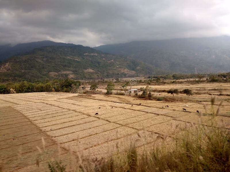 Cachar Valley Stock Photos - Free & Royalty-Free Stock Photos from ...