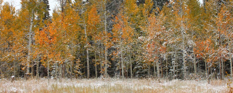 Cache National Forest Scenery Stock Image - Image of parkland, pine ...