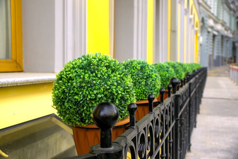 Cache-pot with plants stock photo. Image of street, direct - 32185032