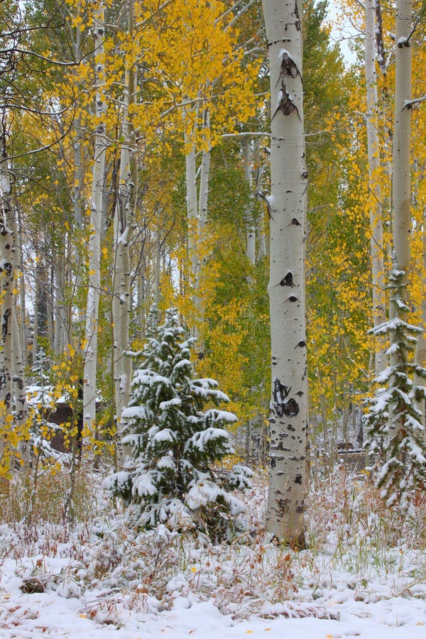 Cache River National Forest Utah Stock Photo - Image of parkland ...