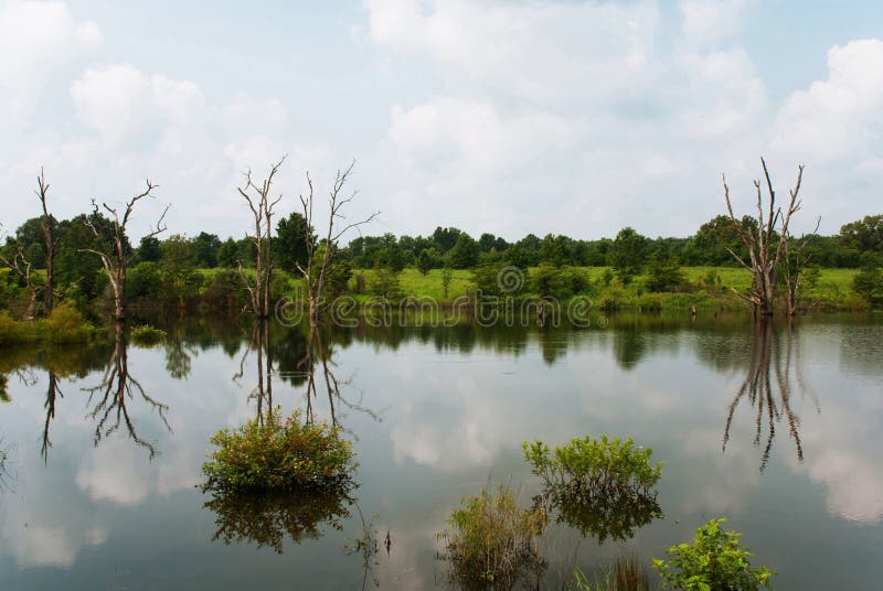Cache River State Natural Area, Illinois, USA Stock Photo - Image of ...