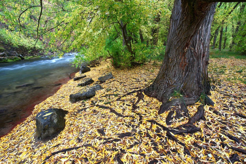Cache River Utah in the Fall Stock Photo - Image of habitat, color ...