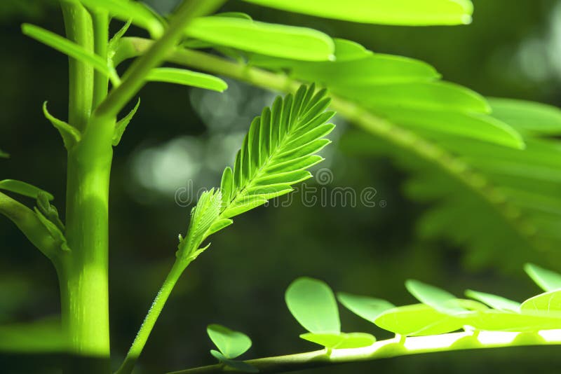 The Top of the Newly Emerging Agasta Stock Photo - Image of foodstuff ...