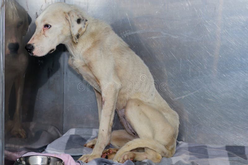 Hungry and Scared Dog in Cage Stock Photo - Image of cage, disease ...