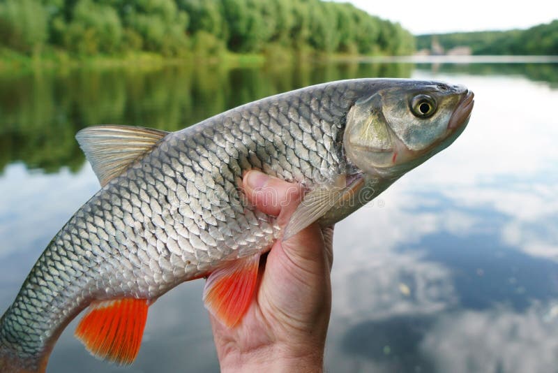 Cacho En La Mano Del Pescador Imagen de archivo - Imagen de animal ...