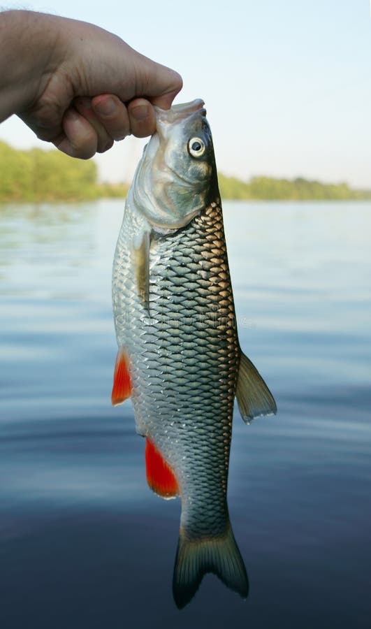 Cacho Grande En Mano Del ` S Del Pescador Foto de archivo - Imagen de ...