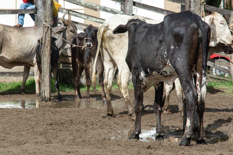 View of Oxen Inside a Corral at a Cattle Fair. Stock Photo - Image of ...