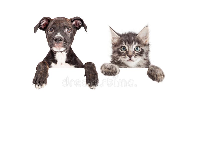 Cachorrinho Bonito E Kitten Hanging Over White Banner Imagem de Stock ...