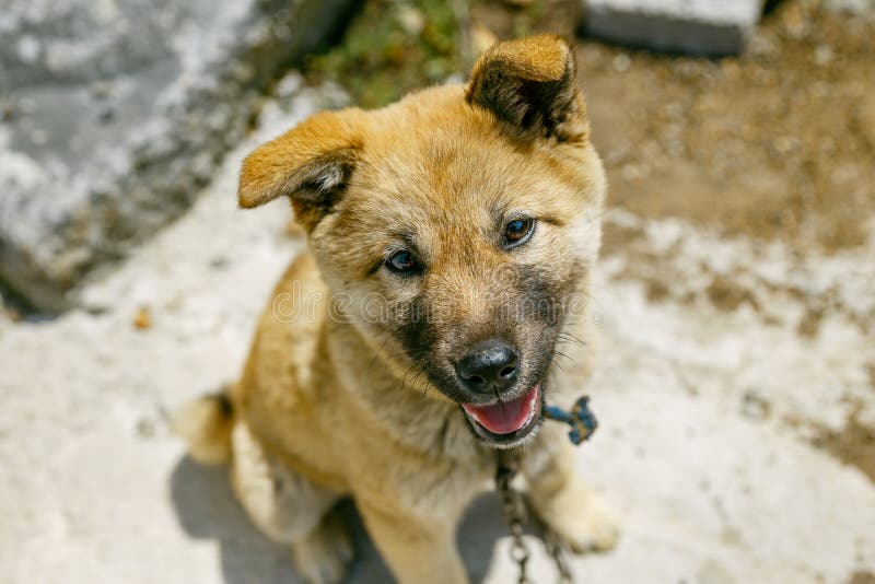 Cachorrinho Coreano Em Jeju, Coreia Do Sul Foto de Stock - Imagem de ...
