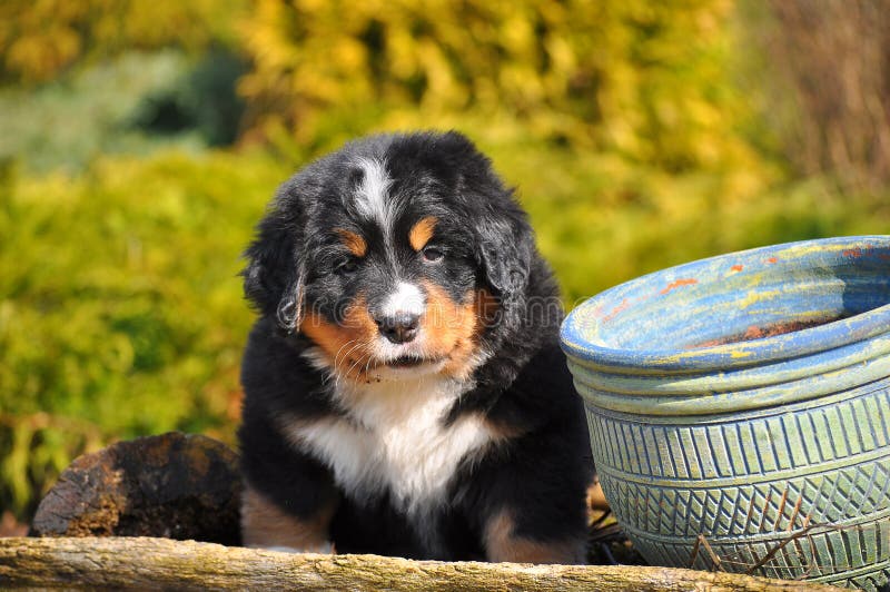 Filhote De Cachorro De Berner Sennenhund Imagem de Stock - Imagem de ...