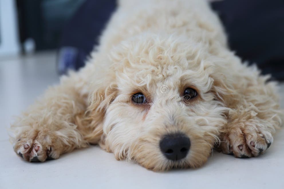 Cachorrinho De Labradoodle Do Australiano Foto de Stock - Imagem de ...