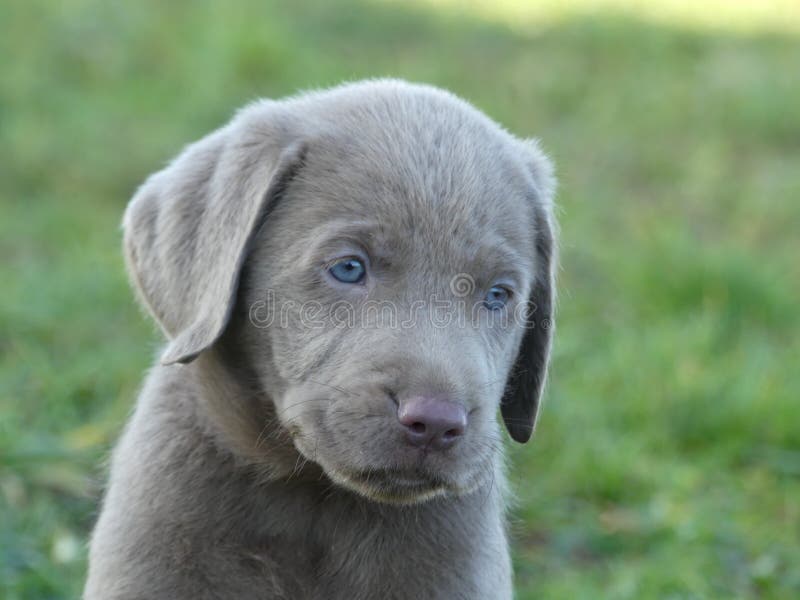 Cachorrinho De Prata De Labrador Retriever Foto de Stock - Imagem de ...