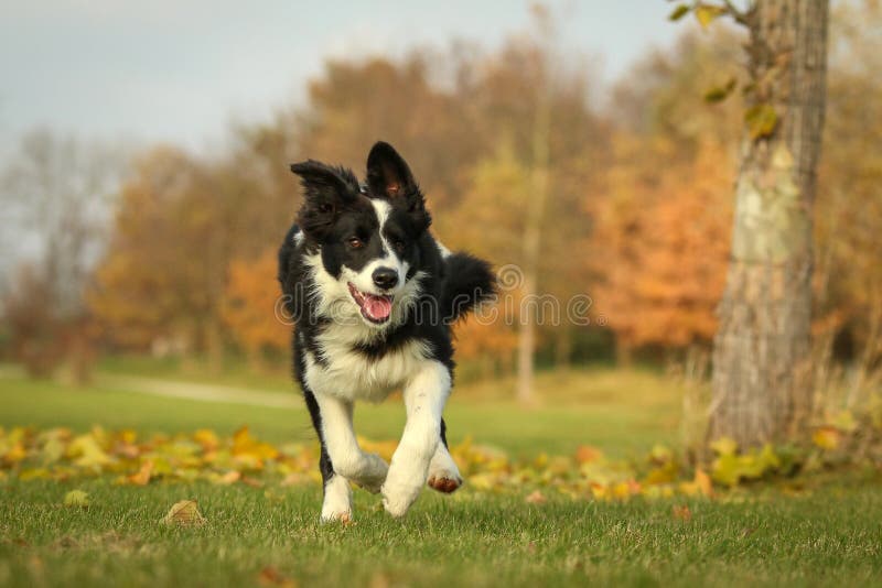 Cachorrinho Feliz De Border Collie Foto de Stock - Imagem de collie ...