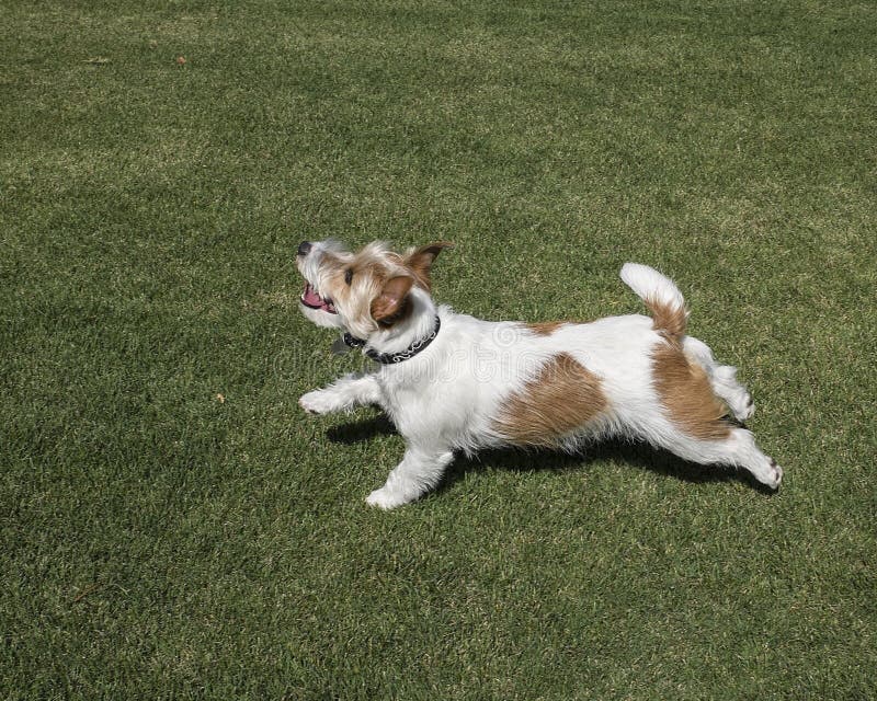 Cachorrinho Feliz De Terrier No Gramado Foto de Stock - Imagem de jogo ...