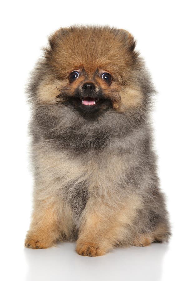 Cachorrinho Feliz Do Spitz No Fundo Branco Foto de Stock - Imagem de ...