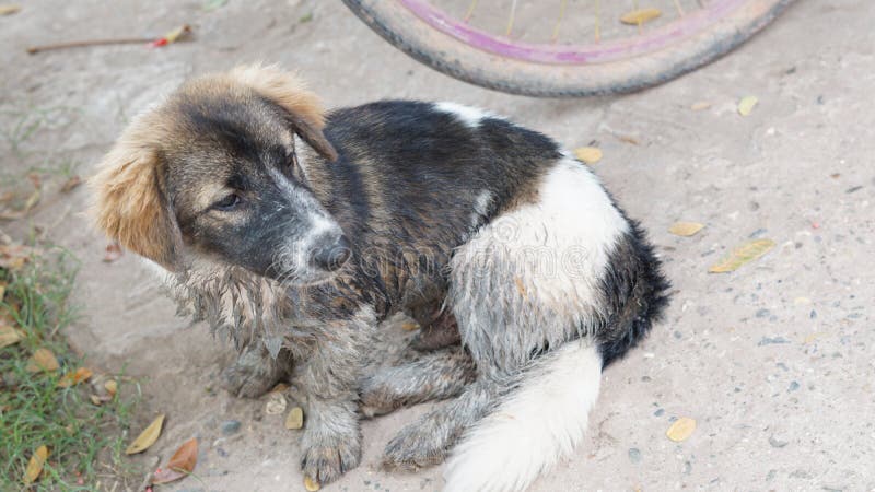 Filhote De Cachorro Molhado Sujo Foto de Stock - Imagem de aliciamento ...