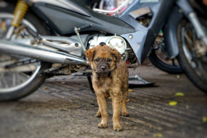Filhote De Cachorro Molhado Sujo Foto de Stock - Imagem de aliciamento ...