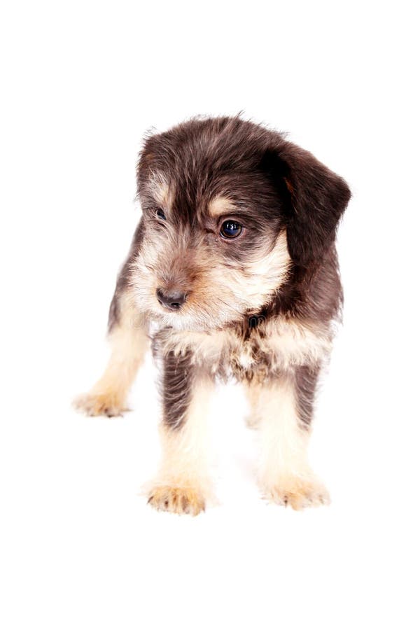 Cachorrinhos foto de stock. Imagem de animal, peles, canino - 36580554