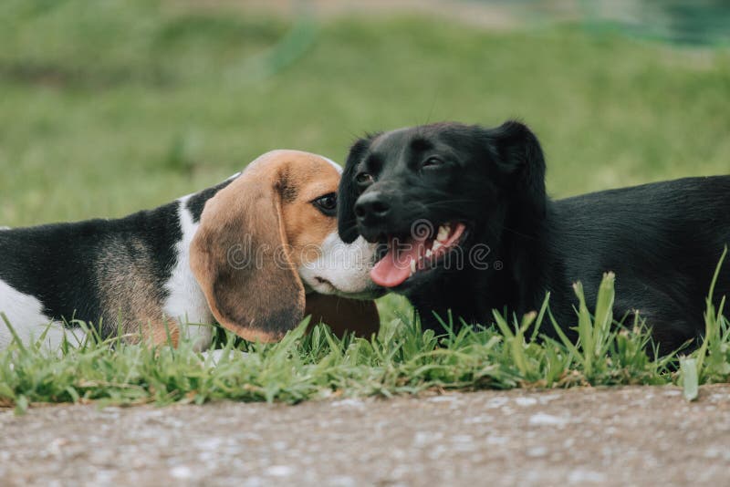 Cachorro Beagle Macho Lindo De 3 Meses De Edad Jugando Con Perro Negro ...