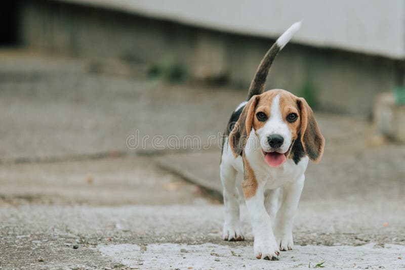 Cachorro Beagle Macho Lindo De 3 Meses De Edad De Pie En El Patio Foto ...