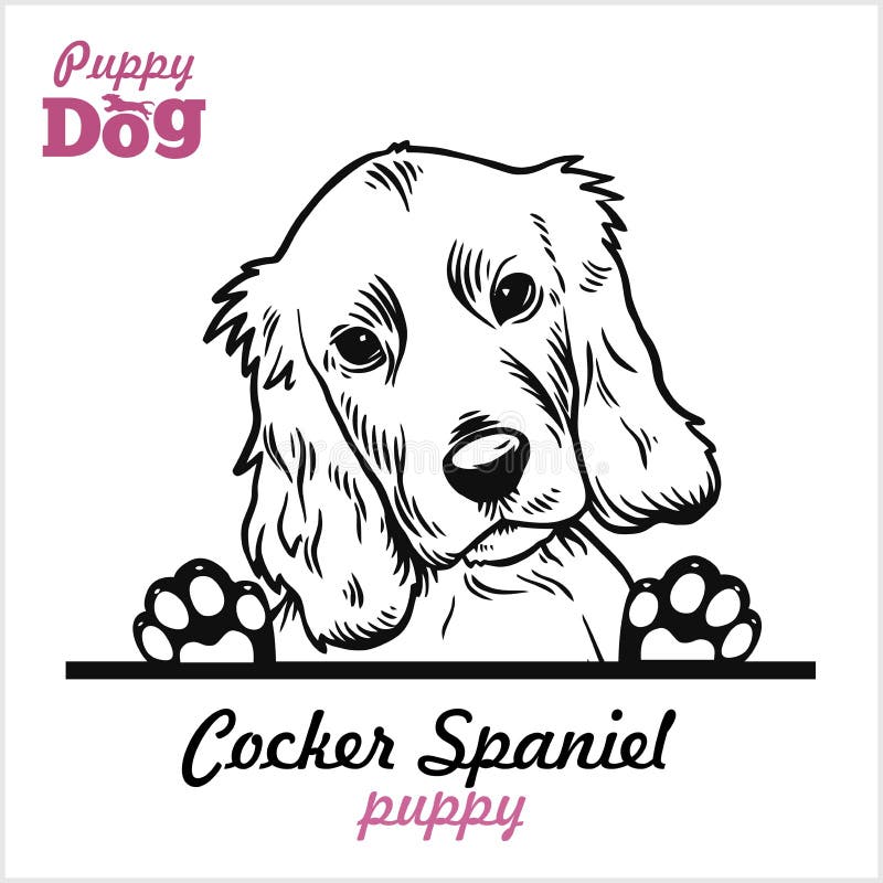 Cachorro Cocker Spaniel Peeking Perros Raza Cara Cabeza Aislada En ...