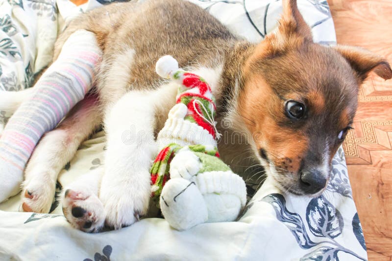 Perrito Con Una Pata Quebrada Foto de archivo - Imagen de pata ...