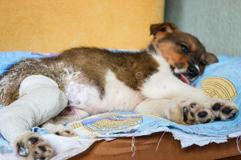 Perrito Con Una Pata Quebrada Foto de archivo - Imagen de ayuda ...