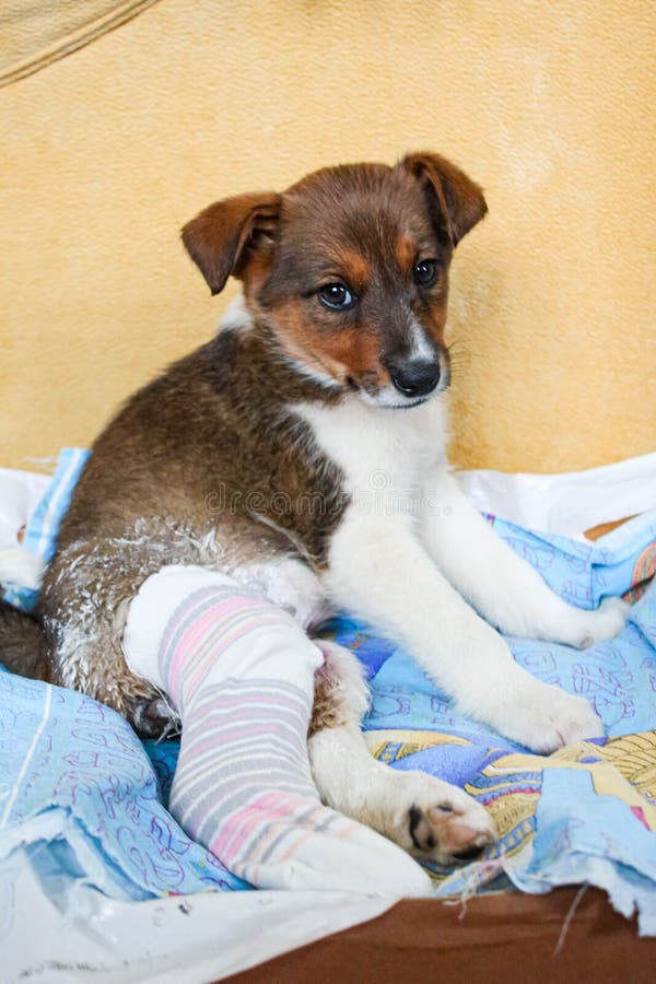 Perrito Con Una Pata Quebrada Foto de archivo - Imagen de hospital ...