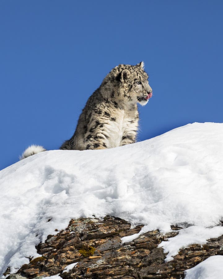 Cachorro de la onza foto de archivo. Imagen de animal - 112994332
