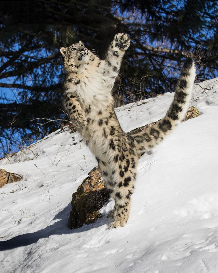 Cachorro de la onza foto de archivo. Imagen de leopardo - 112994406