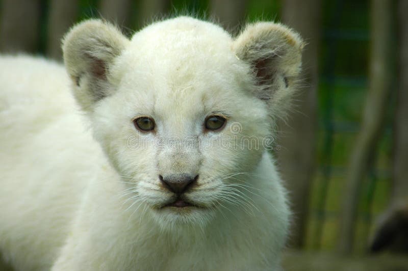 Cachorro de león foto de archivo. Imagen de endangered - 1600148