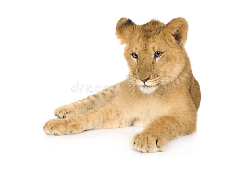 Cachorro de león foto de archivo. Imagen de peludo, estudio - 4345122