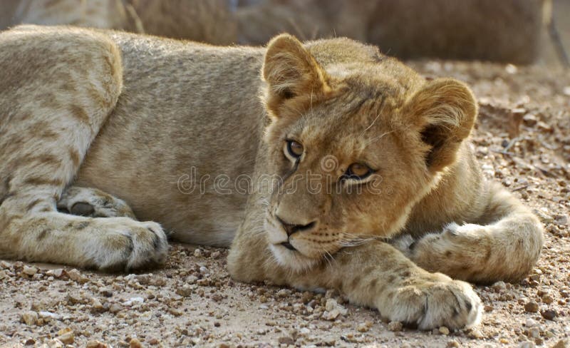 Cachorro de león foto de archivo. Imagen de observar, cubo - 6606806