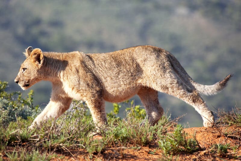 Cachorro de león imagen de archivo. Imagen de africano - 9141813