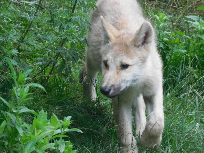 Cachorro de lobo foto de archivo. Imagen de animal, gris - 2318596