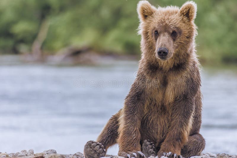 Cachorro de oso imagen de archivo. Imagen de pesca, familia - 30478317