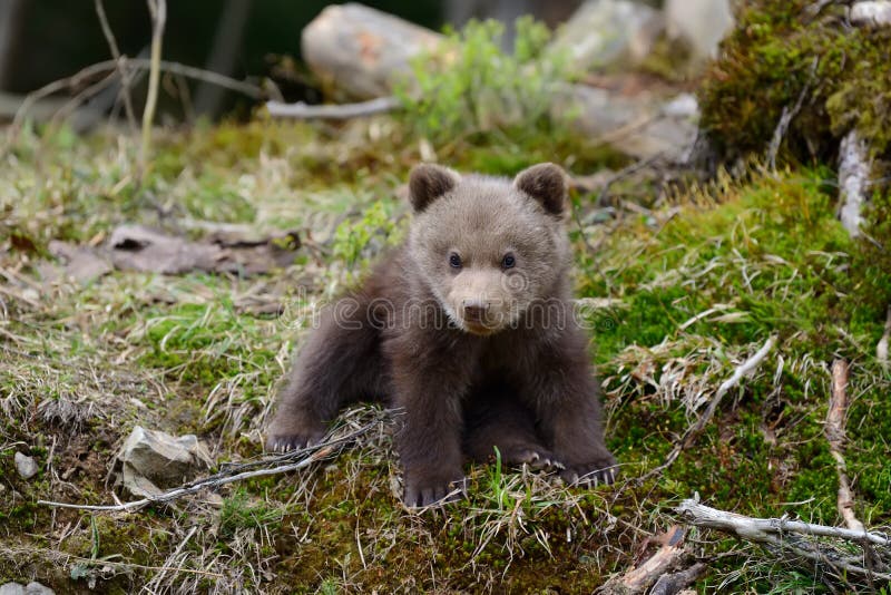 Cachorro De Oso Grizzly Que Se Sienta En El Registro Foto de archivo ...