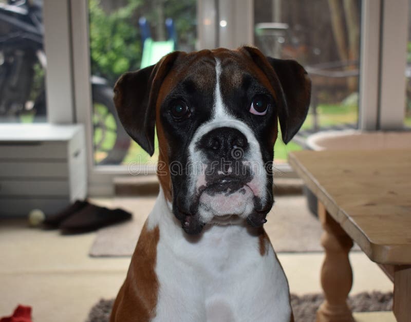 Cachorro De Perro De Boxeo, Pan De Harina Foto de archivo - Imagen de ...