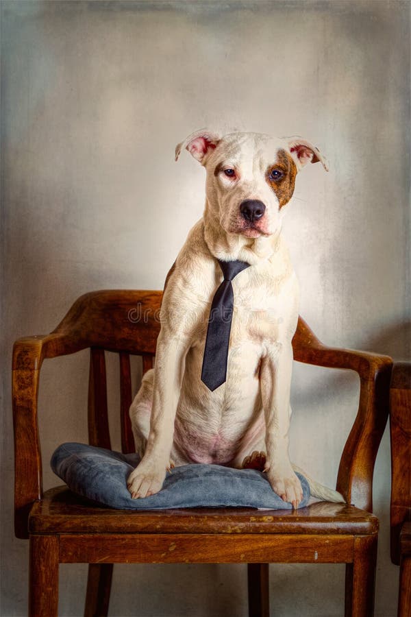 Cachorro De Raza Mixta Con Corbata Imagen de archivo - Imagen de ...