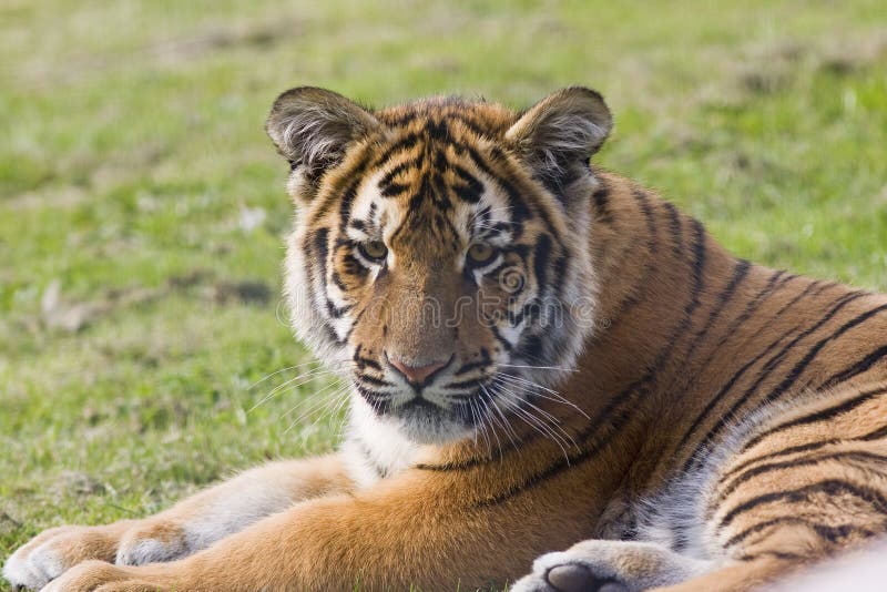 Cachorro De Tigre Siberiano Foto de archivo - Imagen de adorable, joven ...