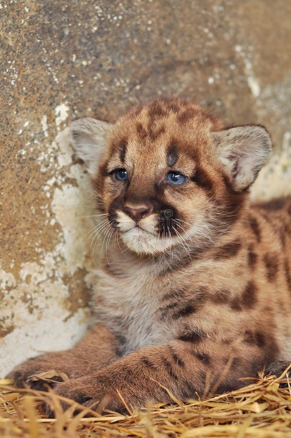 Cachorro del puma foto de archivo. Imagen de hermoso - 30472980