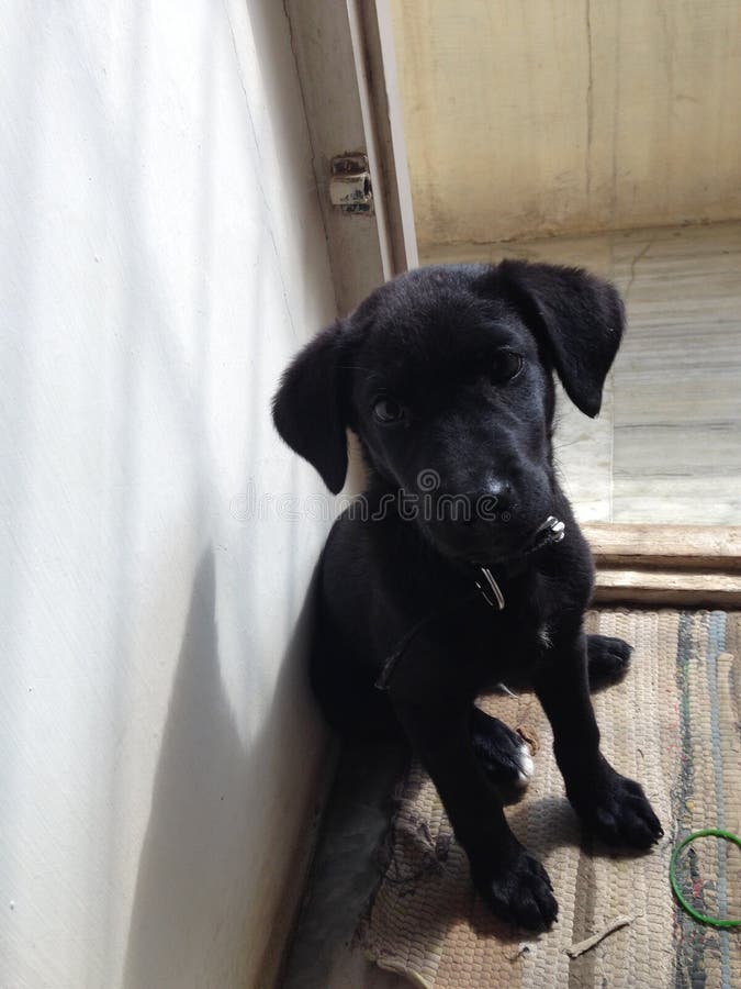 Cachorro Labrador Sentado En La Casa Foto de archivo - Imagen de flor ...