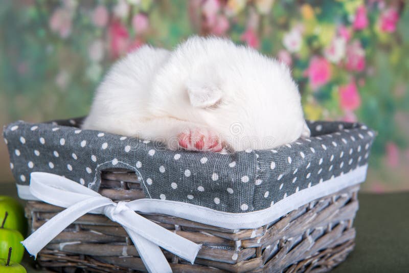 Cachorro Pequeno E Samoto, Branco, Fluffy Imagem de Stock - Imagem de ...