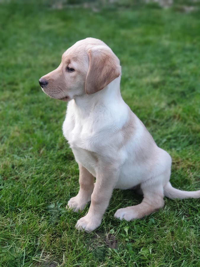 Cachorro sentado foto de archivo. Imagen de perrito - 188052796