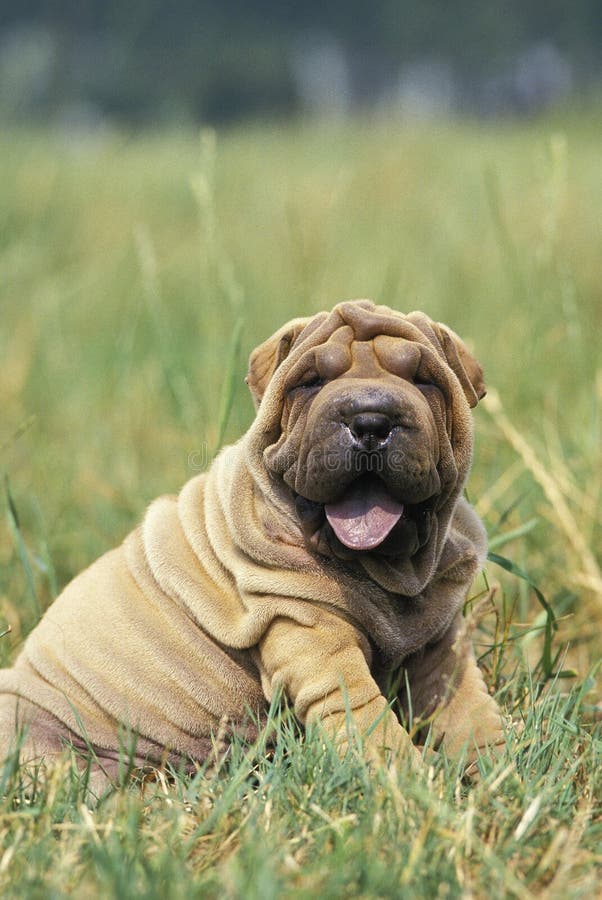 Cachorro Shar Pei, Pup Sentado Na Grama Imagem de Stock - Imagem de ...